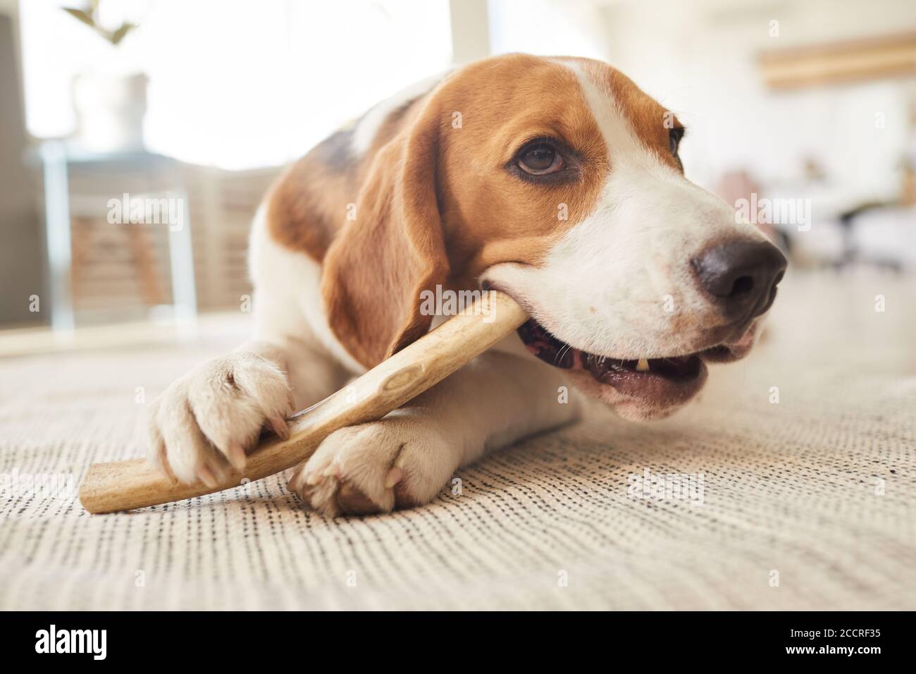 Warm toned close up portrait of cute beagle dog chewing on treats and ...