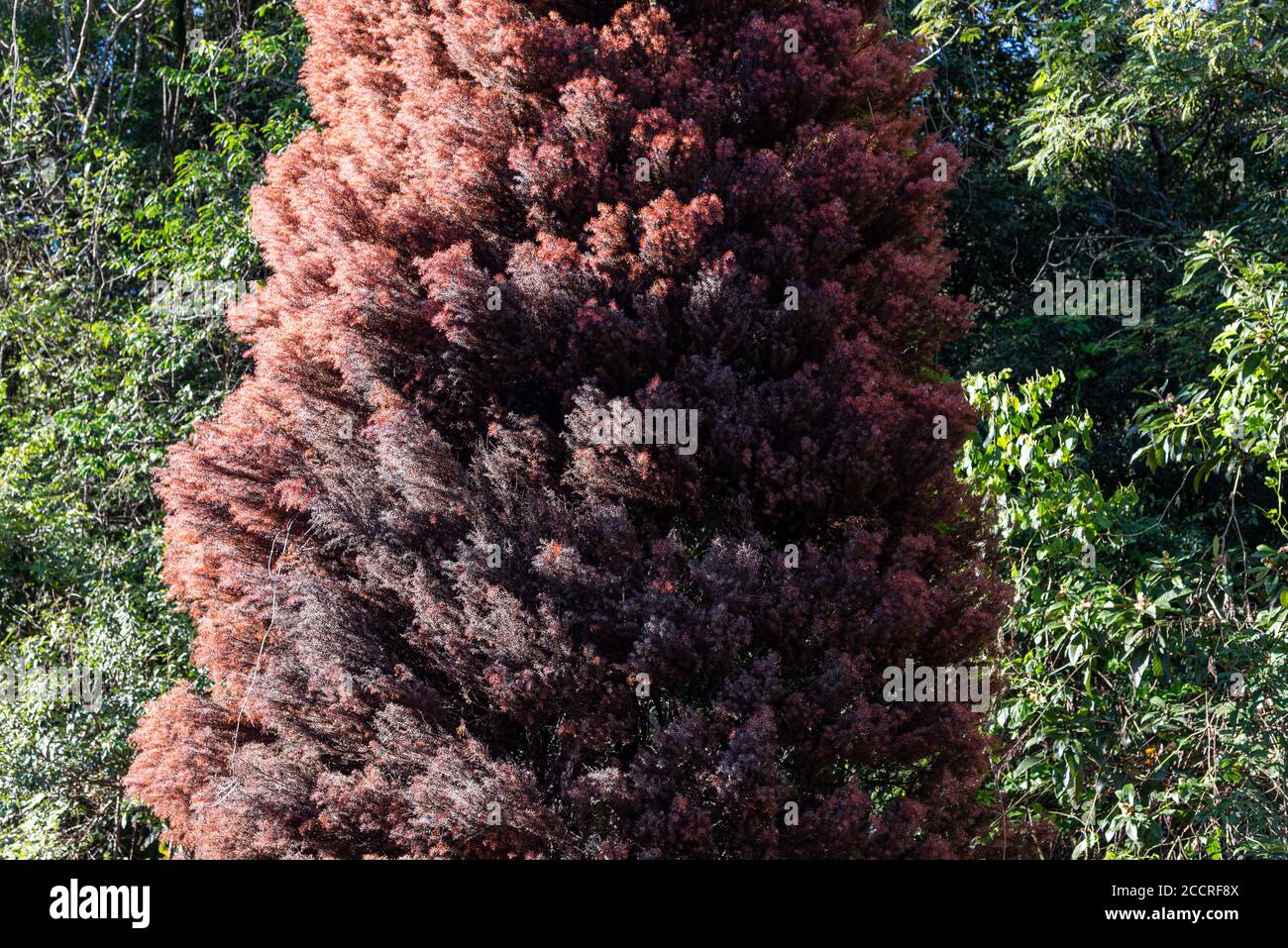 Acicular leaf hi-res stock photography and images - Alamy