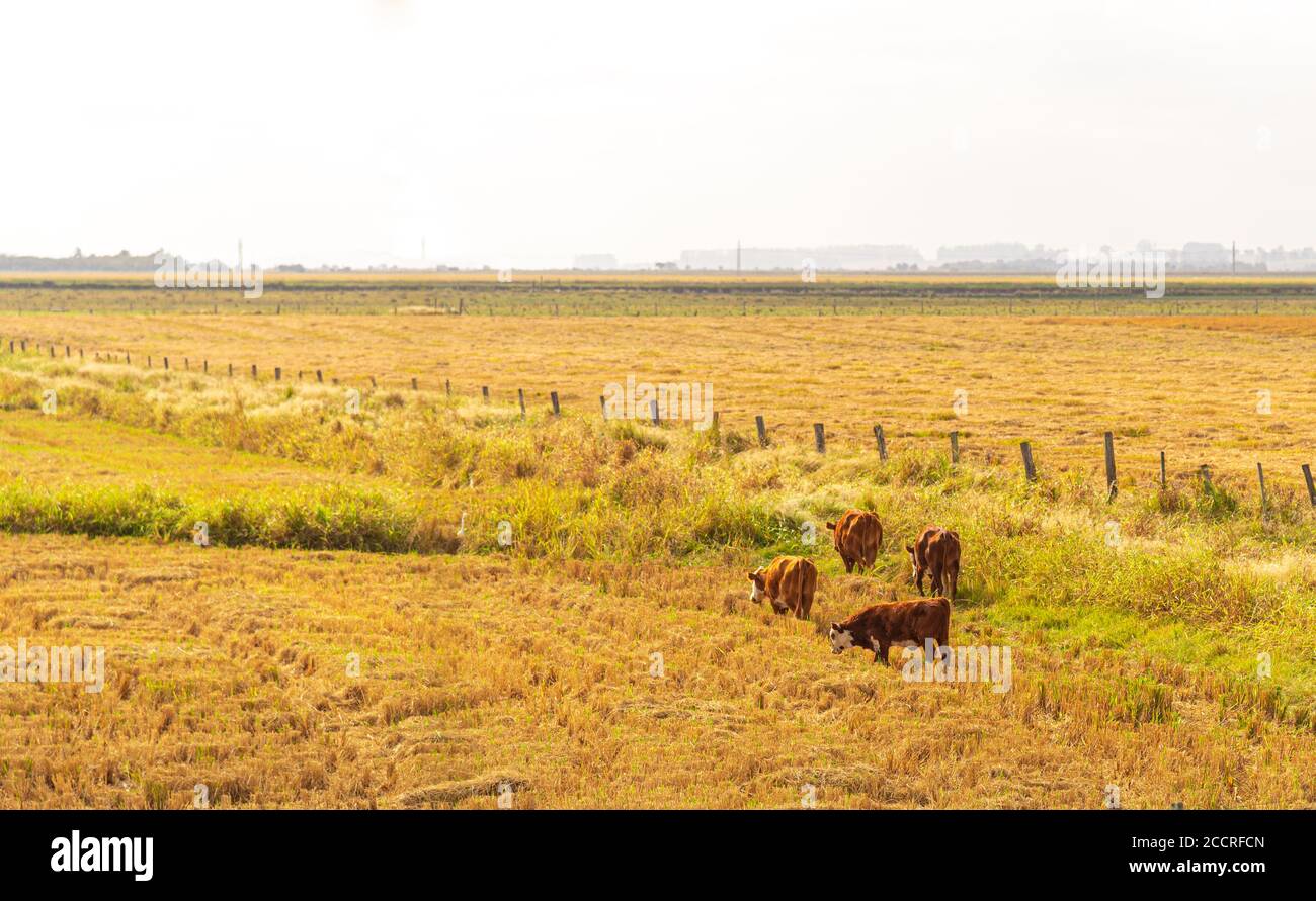 Oxen and cows grazing. Extensive cattle breeding. Brazilian fauna. Post ...