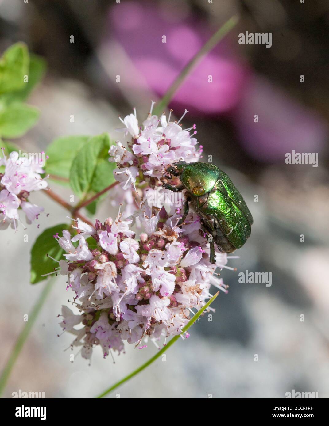 Green beetle cetonia aurata hi-res stock photography and images - Alamy