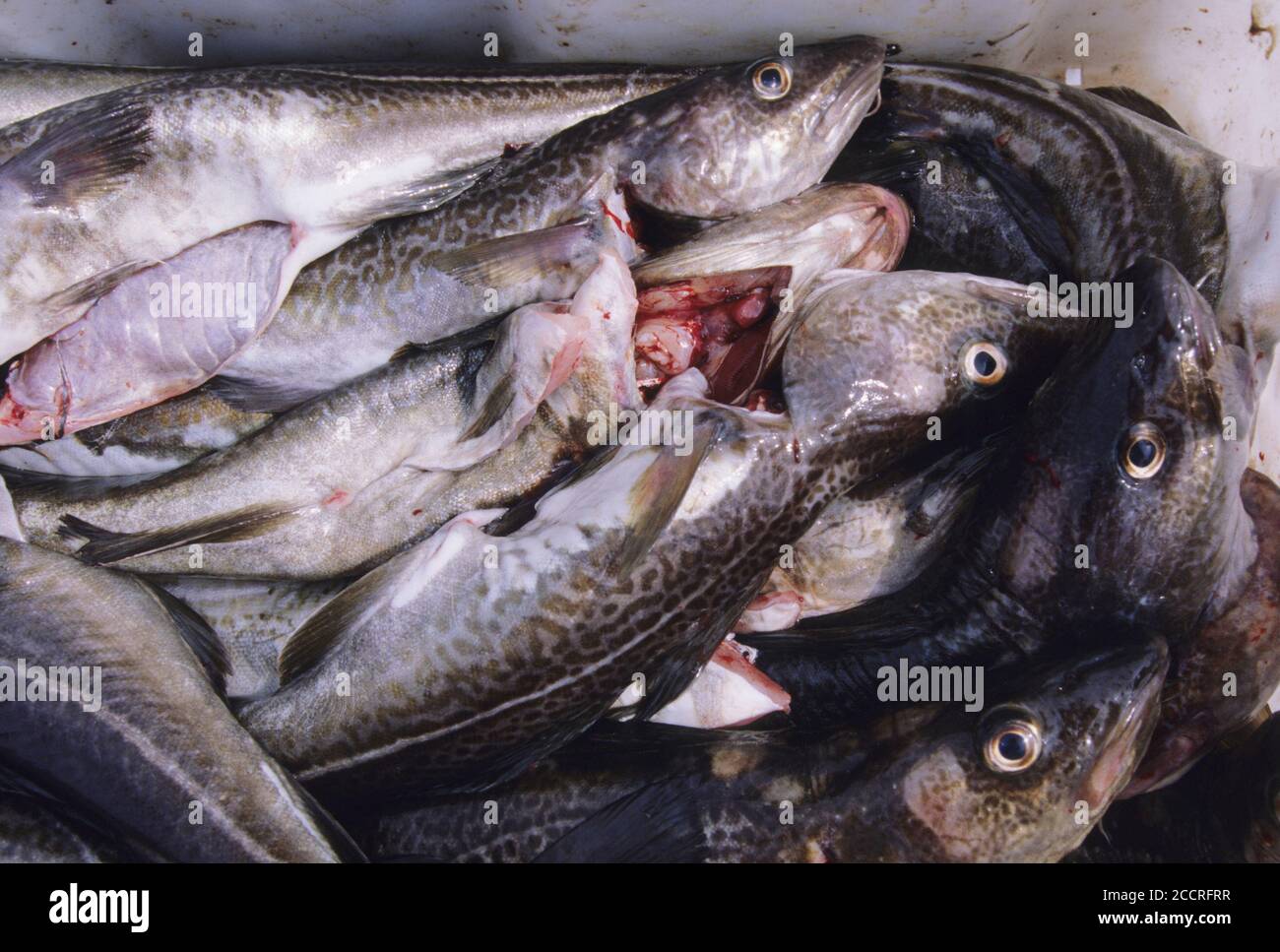 Cod catch hi-res stock photography and images - Alamy