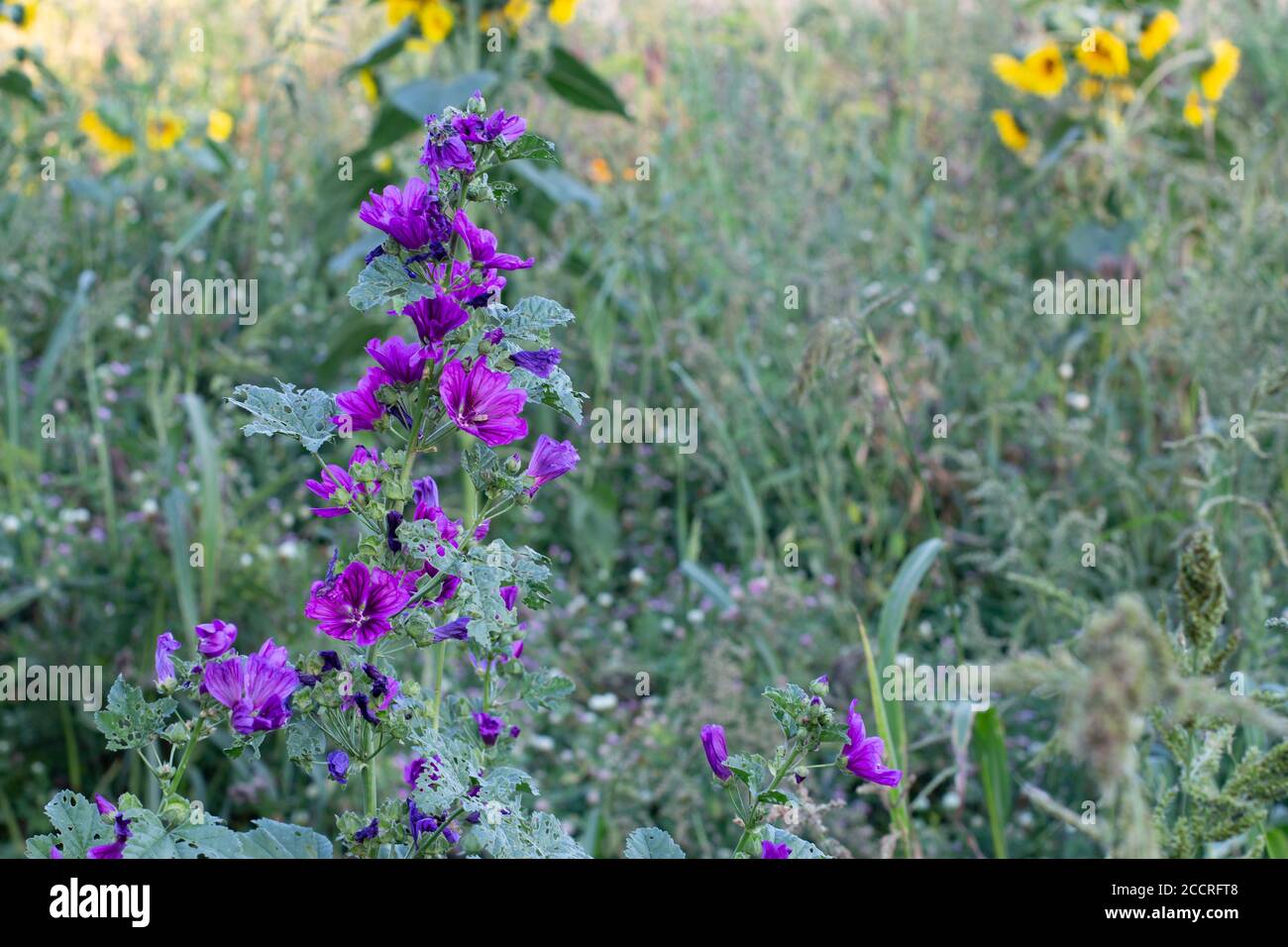 Flowers of a wild mallow in a field, also called Malva sylvestris ...