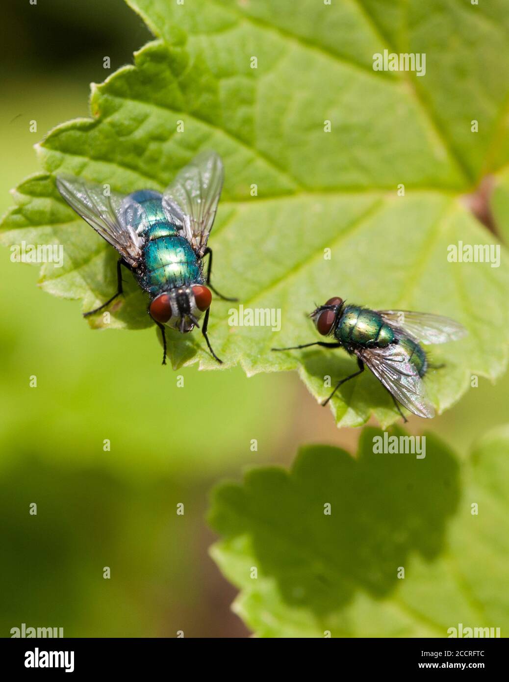 The CALLIPHORIDAE or Blow flies Stock Photo - Alamy