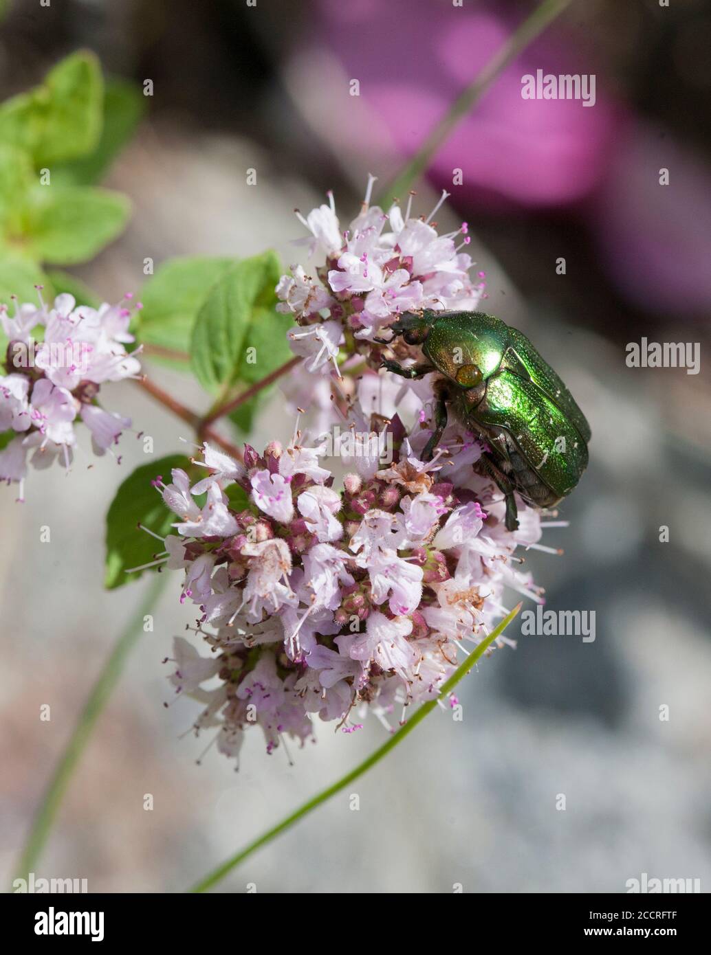 CETONIA AURATA or Rose Chafer Stock Photo - Alamy