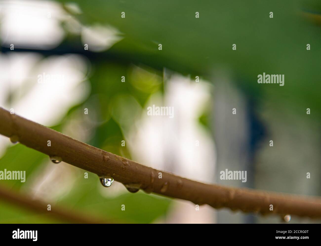 Papaya branches. Rainy day. Water goticulas. Winter season in southern ...