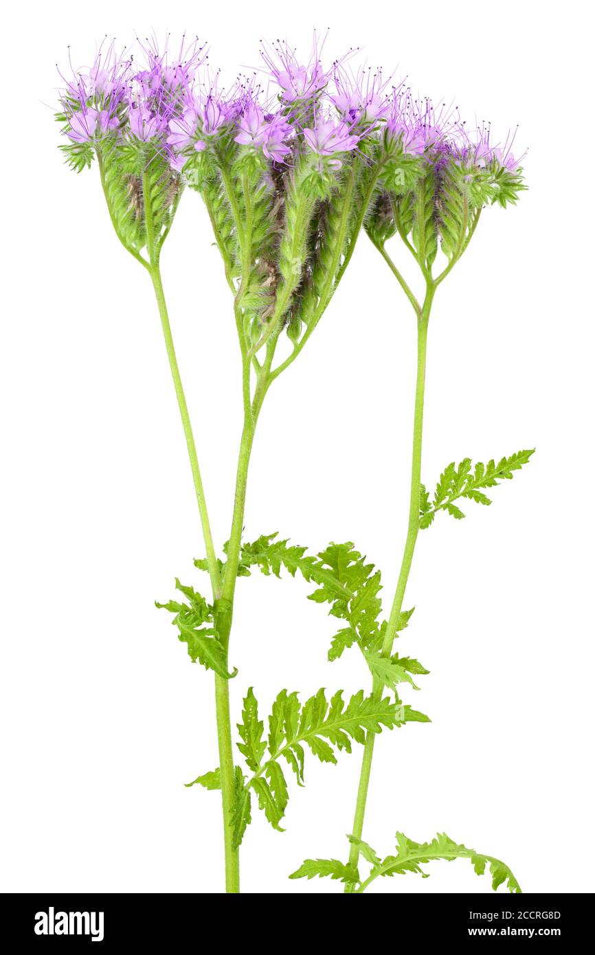 Phacelia flower isolated on white background with full depth of field ...