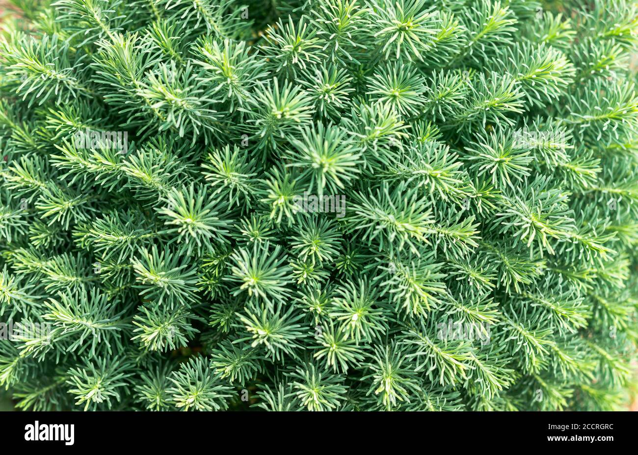Background from a green Christmas tree, soft needles on coniferous ...