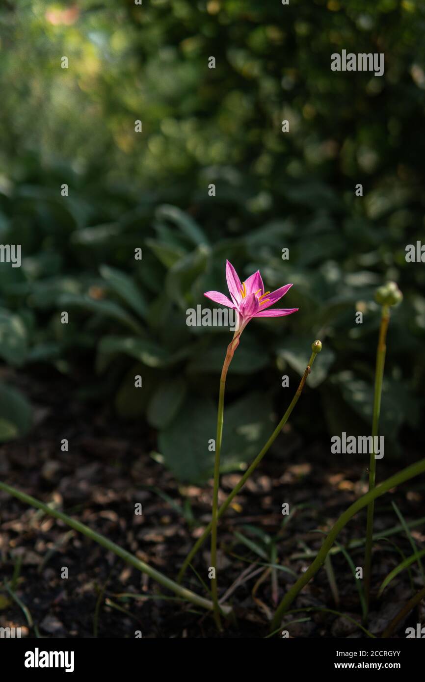 Single Flower Emerging from the Soil Stock Photo - Alamy