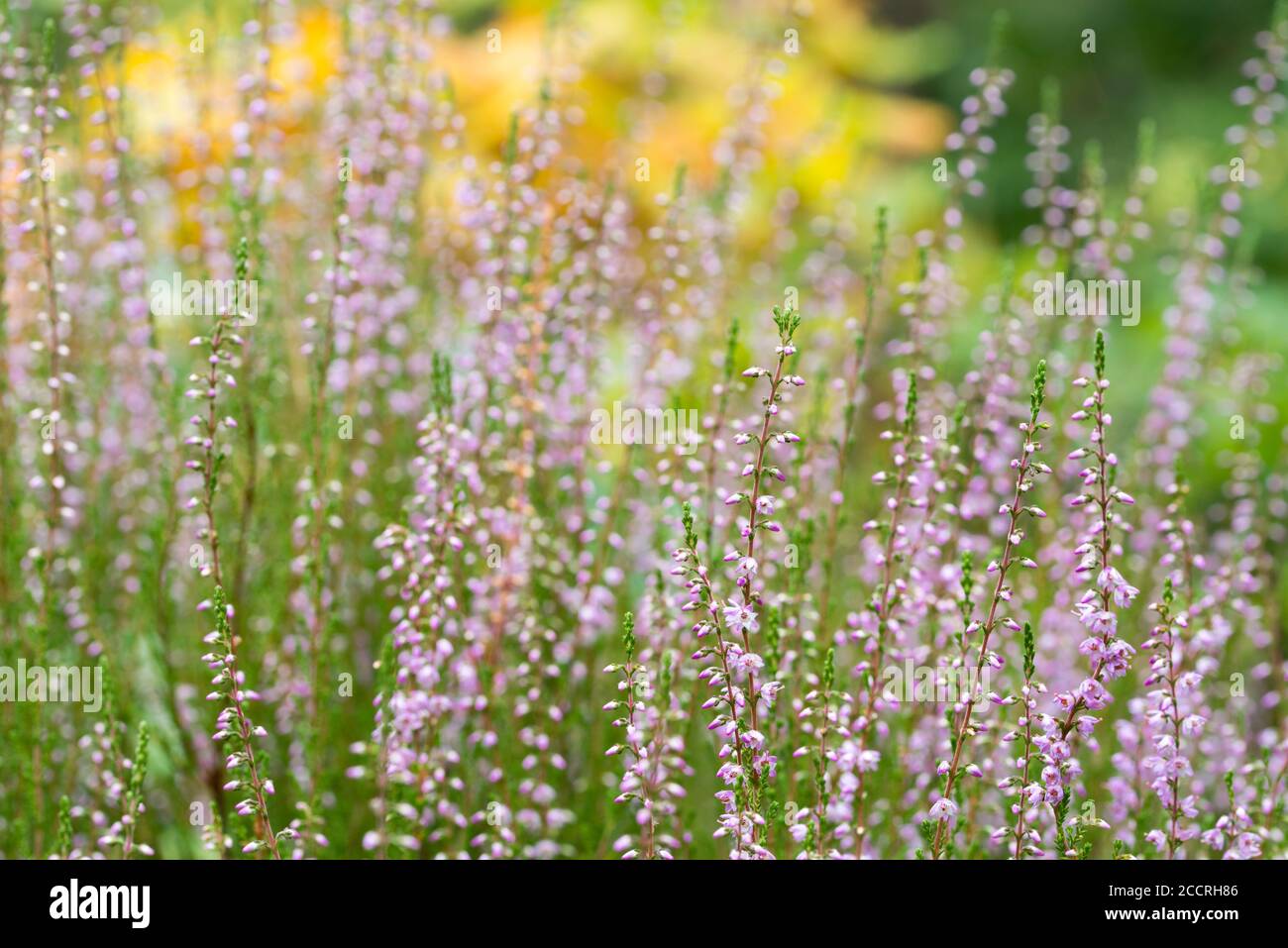 purple heather flowers in autumn forest closeup selective focus Stock ...