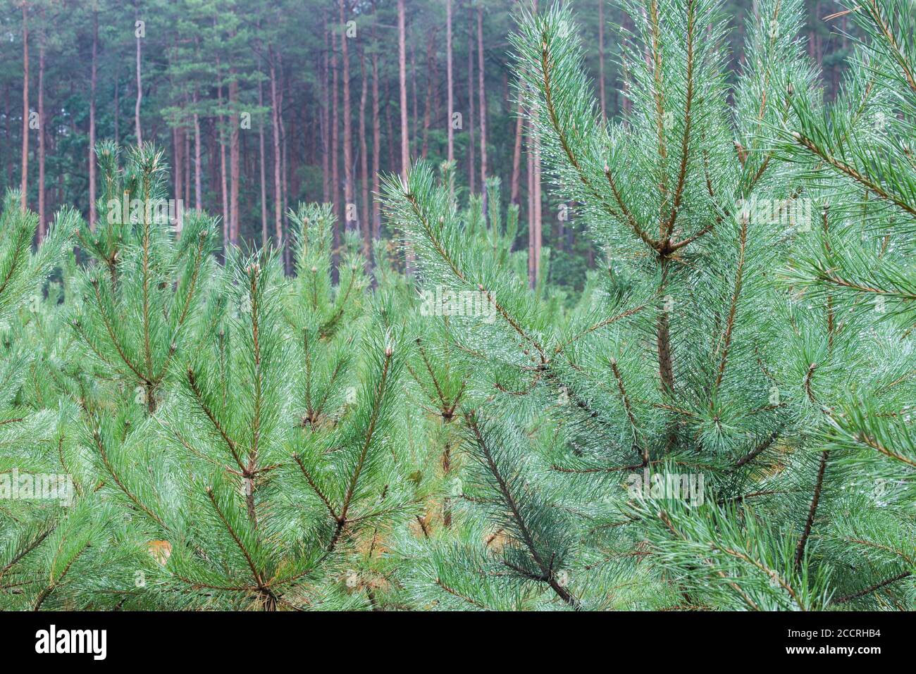 New growth pine trees hi-res stock photography and images - Alamy