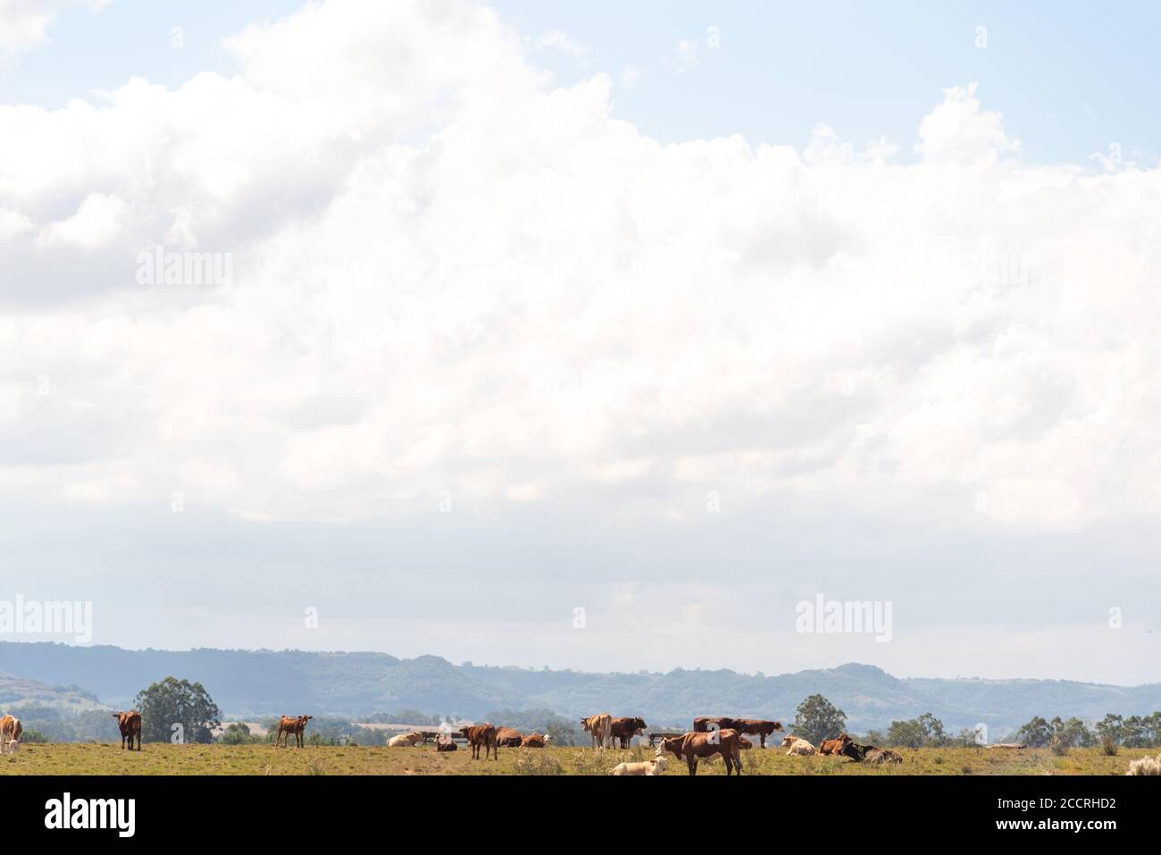 Pasture fields in southern Brazil. Native fields are formed by ...