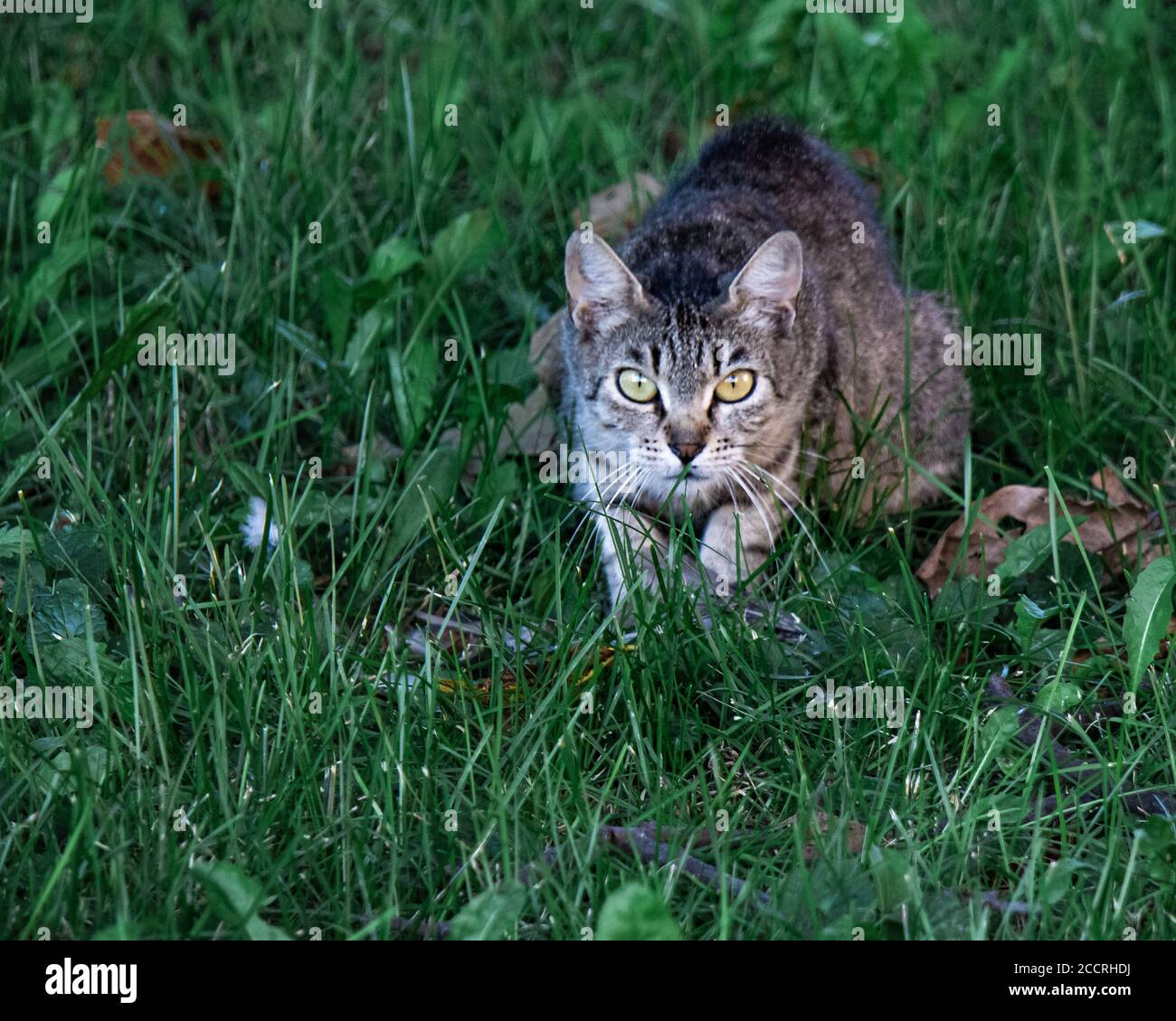 angry stray cat looking at camera in Sombor, Serbia Stock Photo - Alamy
