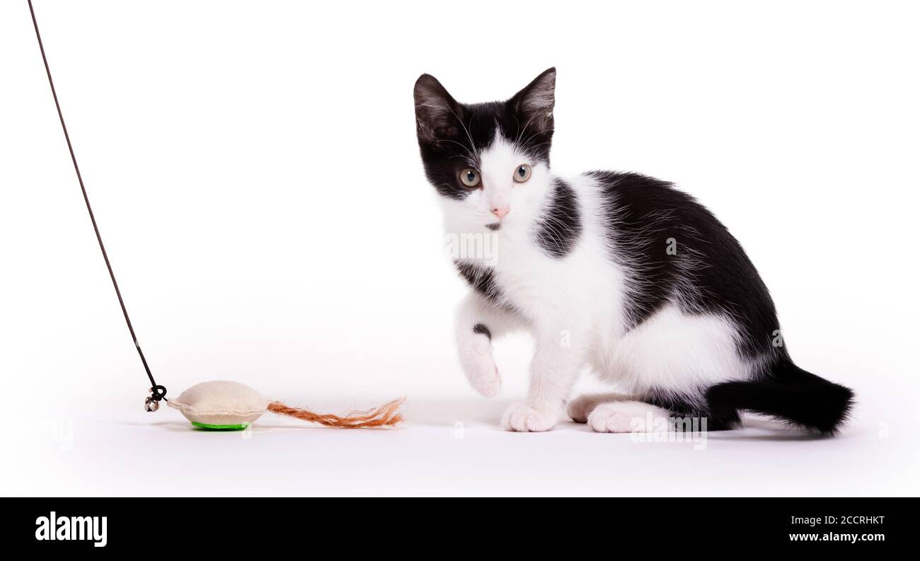 Playful kitten chasing toy, isolated on white background Stock Photo ...