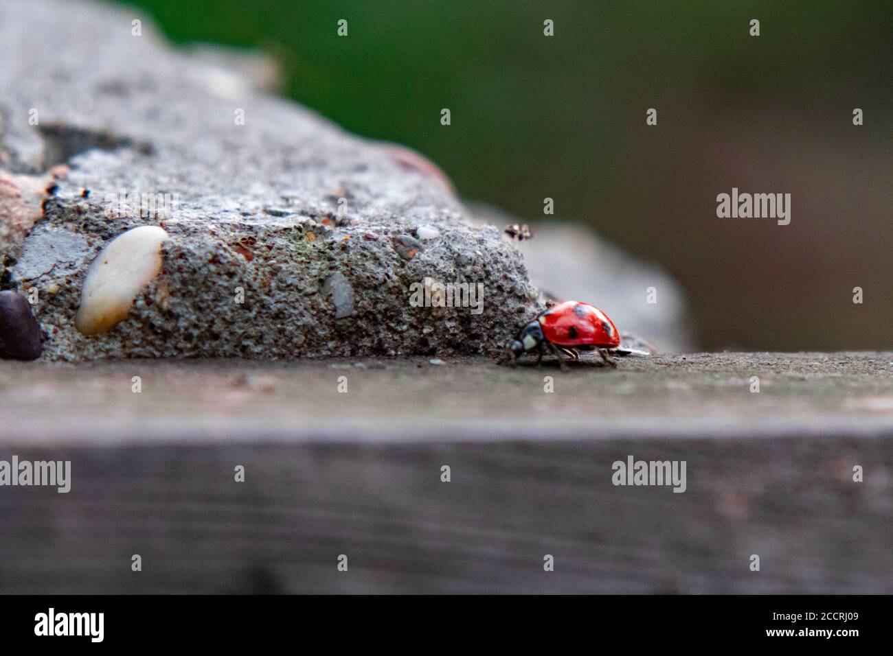 ladybug on a bench Stock Photo - Alamy