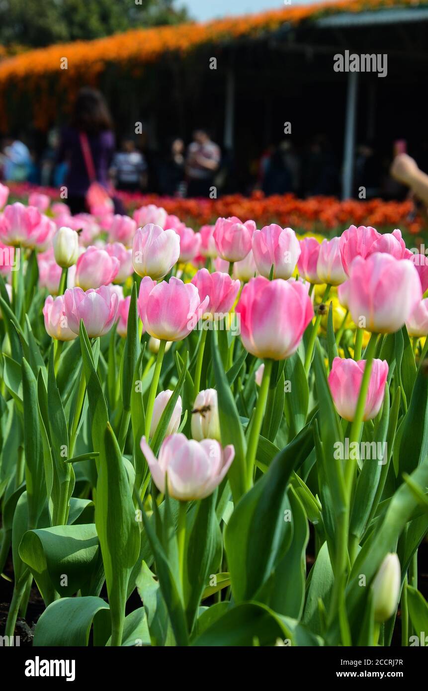 Common Tulipa Liliaceae Tulip Stock Photo - Alamy