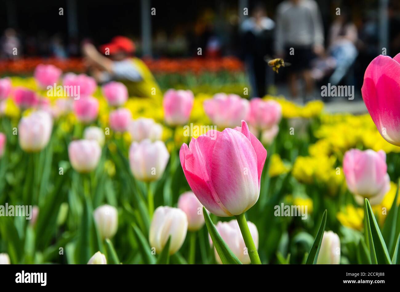 Common Tulipa Liliaceae Tulip Stock Photo - Alamy
