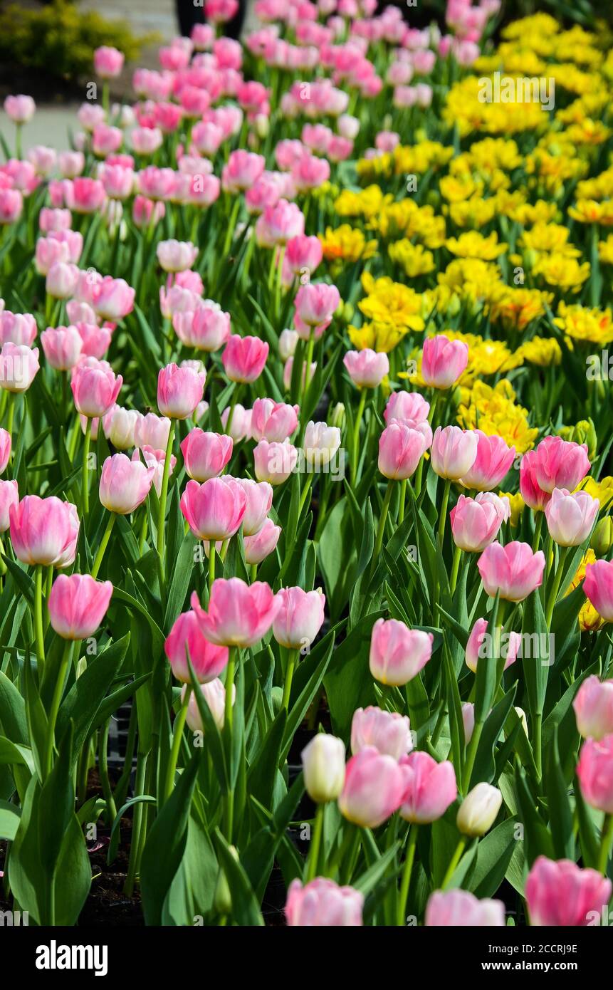 Common Tulipa Liliaceae Tulip Stock Photo - Alamy