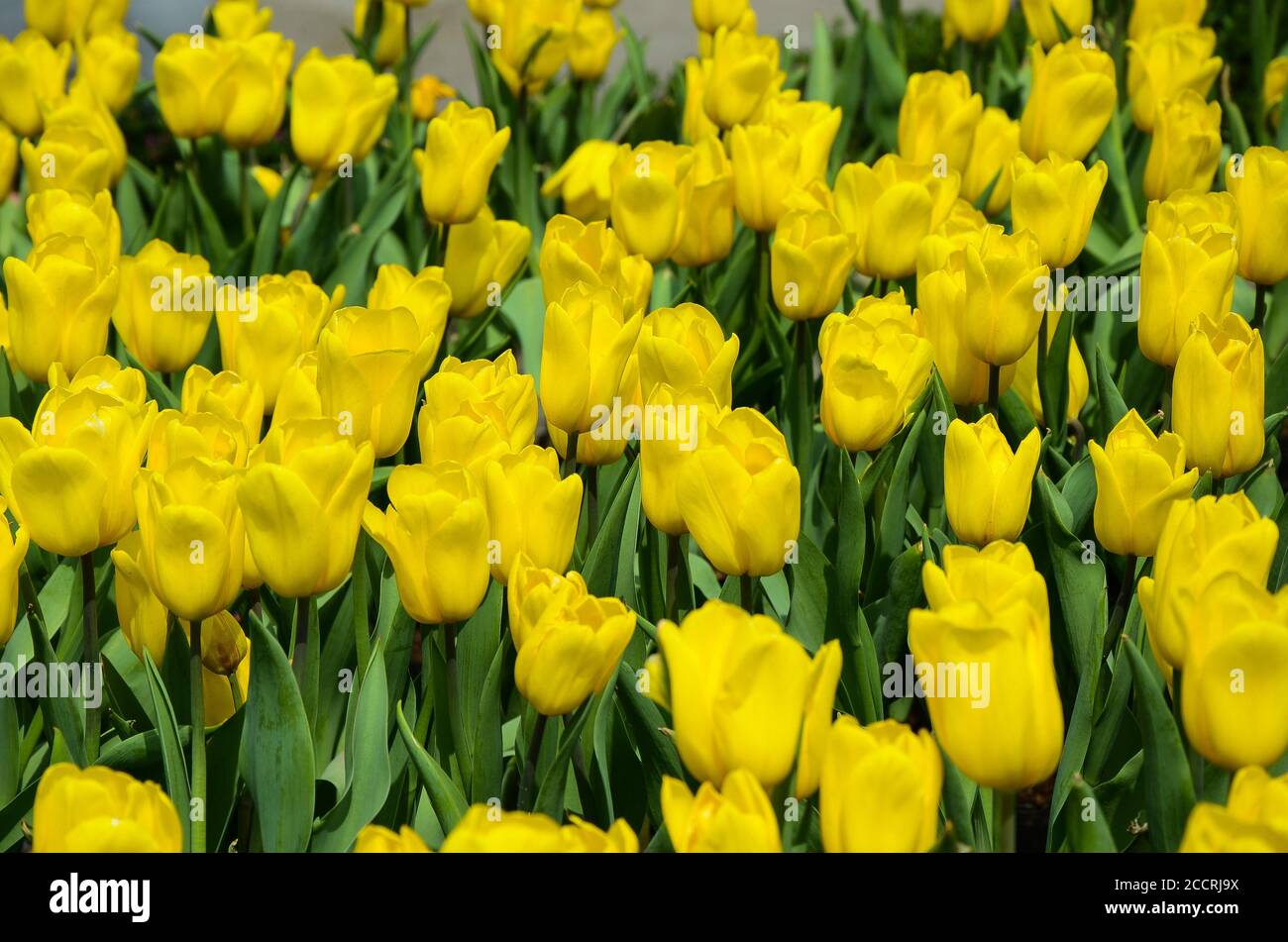 Common Tulipa Liliaceae Tulip Stock Photo - Alamy