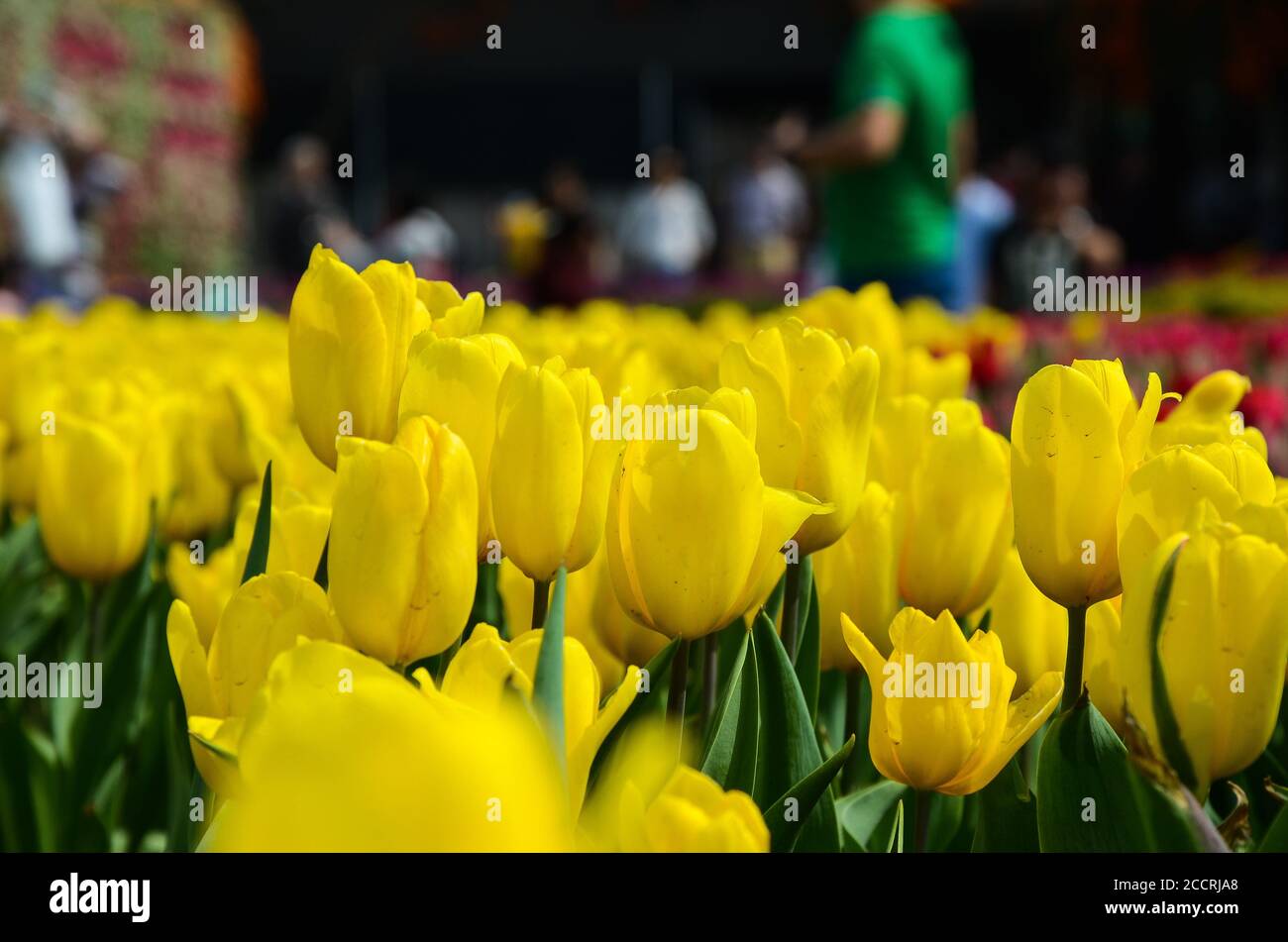 Common Tulipa Liliaceae Tulip Stock Photo - Alamy