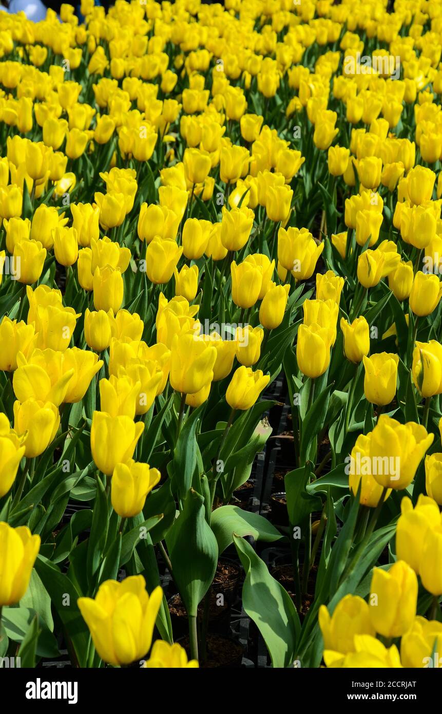 Common Tulipa Liliaceae Tulip Stock Photo - Alamy