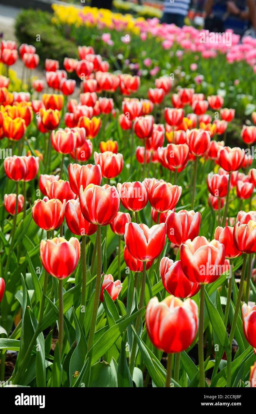 Common Tulipa Liliaceae Tulip Stock Photo - Alamy