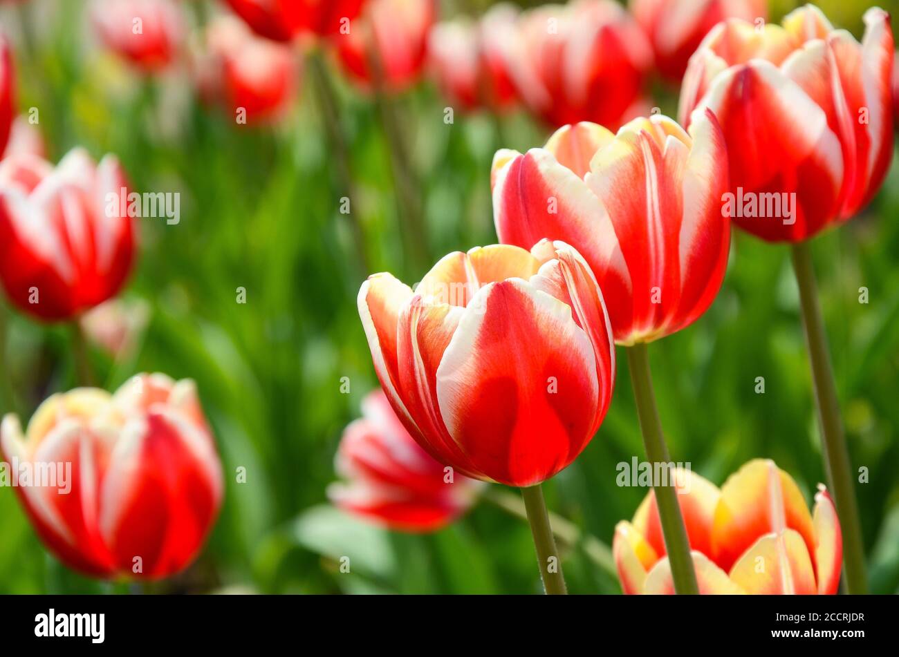 Common Tulipa Liliaceae Tulip Stock Photo - Alamy