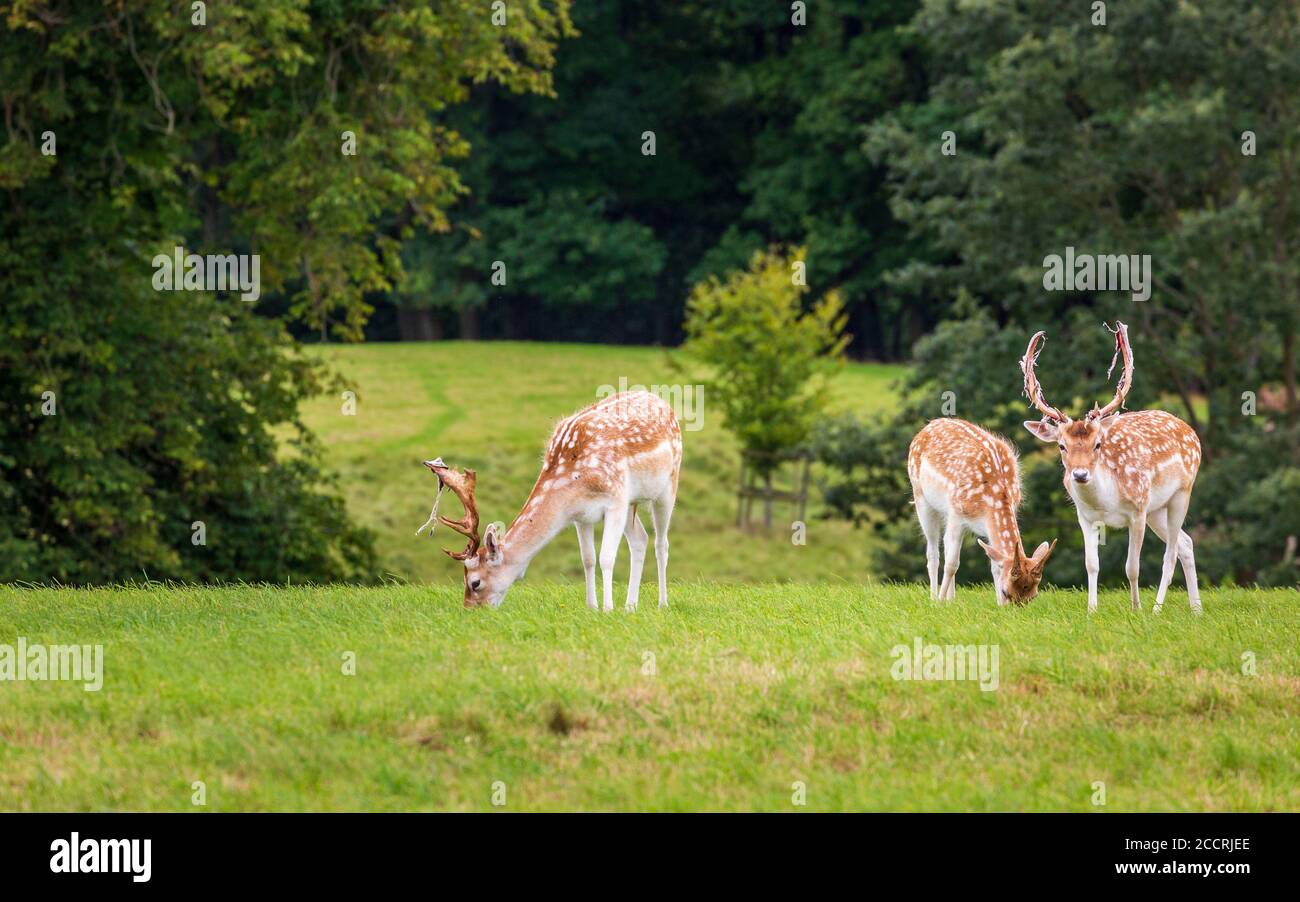English deer hi-res stock photography and images - Alamy