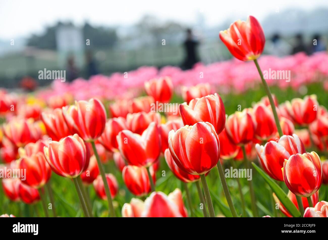 Common Tulipa Liliaceae Tulip Stock Photo - Alamy