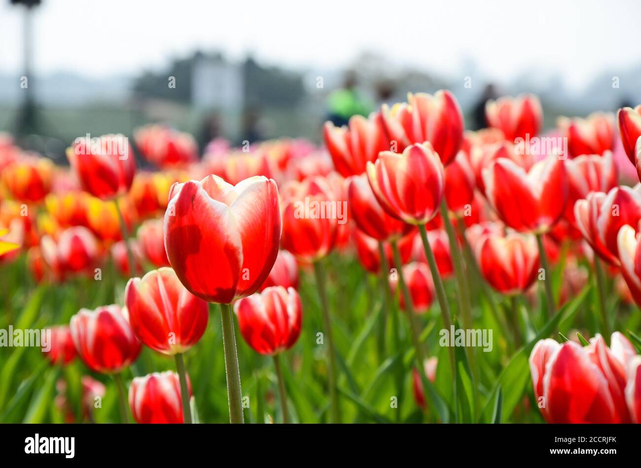 Common Tulipa Liliaceae Tulip Stock Photo - Alamy