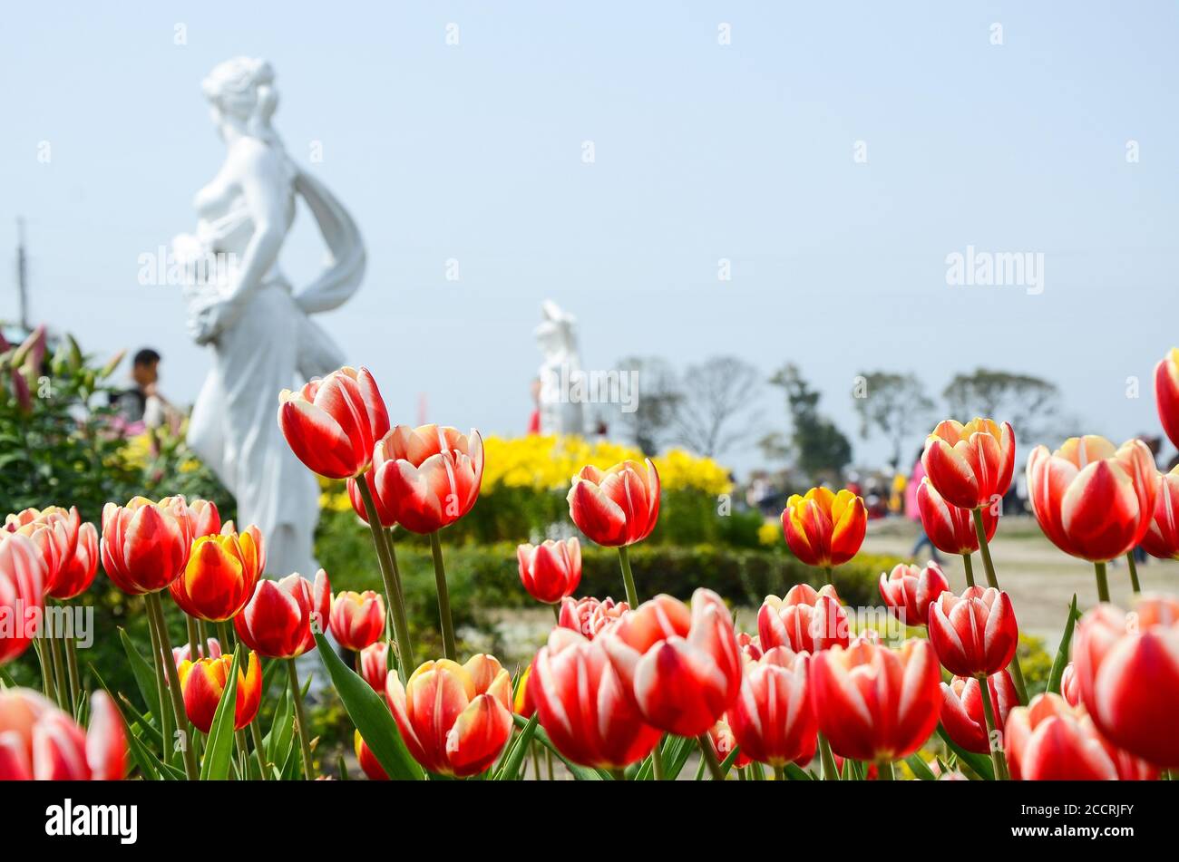 Common Tulipa Liliaceae Tulip Stock Photo - Alamy