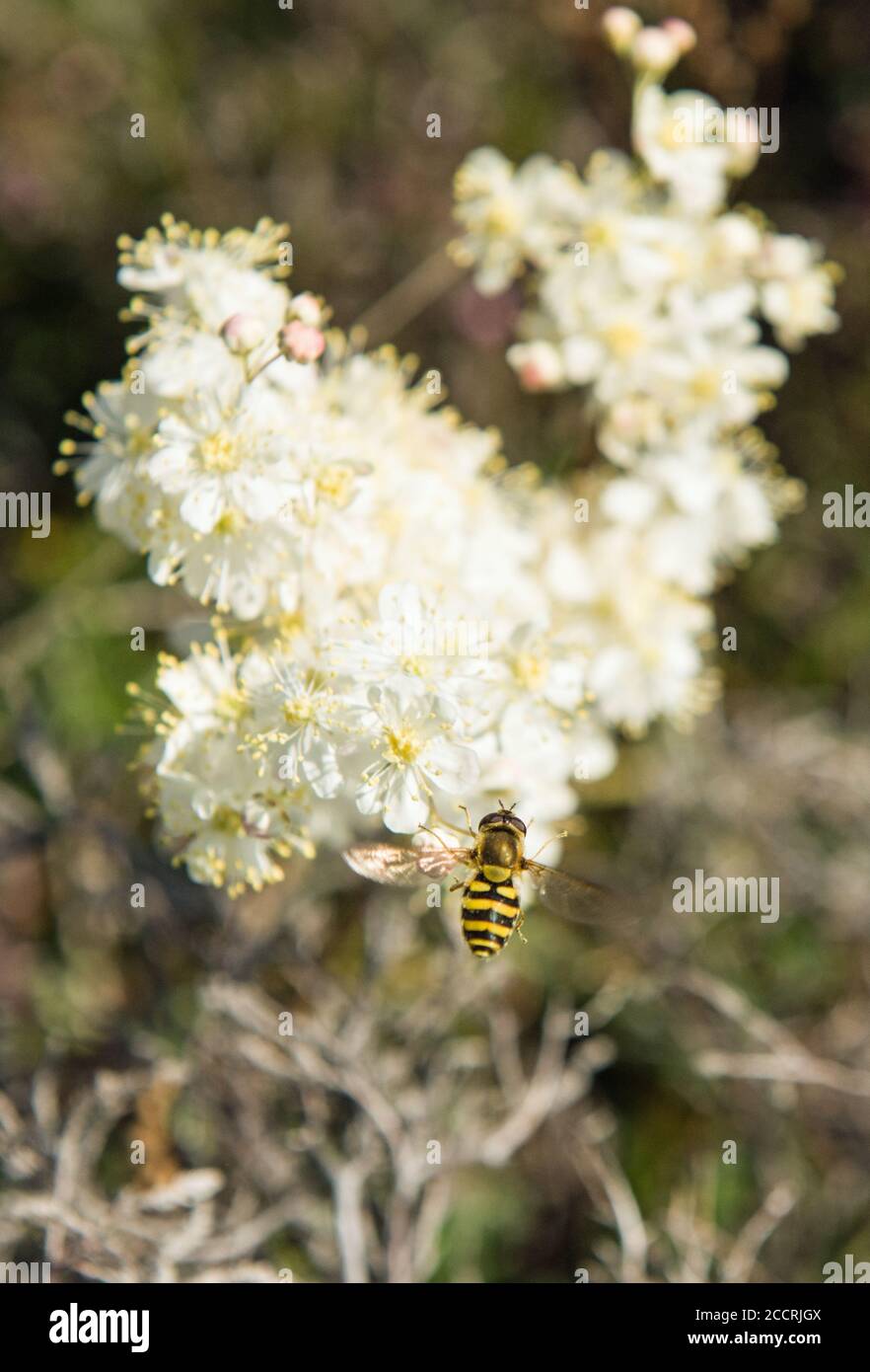 Common Hoverfly Scout Scar Lake District Stock Photo - Alamy