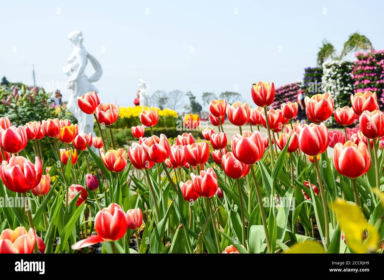 Common Tulipa Liliaceae Tulip Stock Photo - Alamy