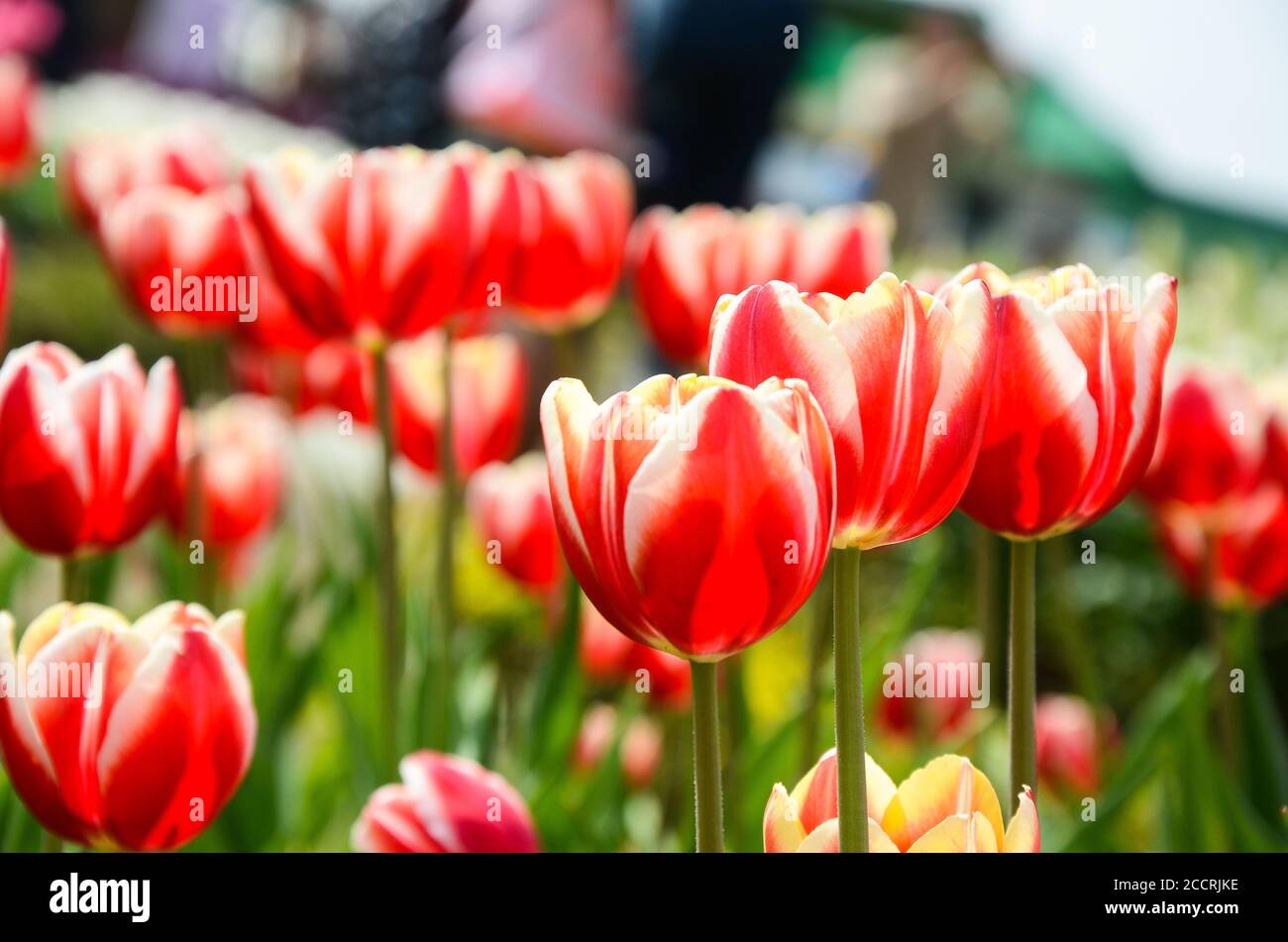 Common Tulipa Liliaceae Tulip Stock Photo - Alamy