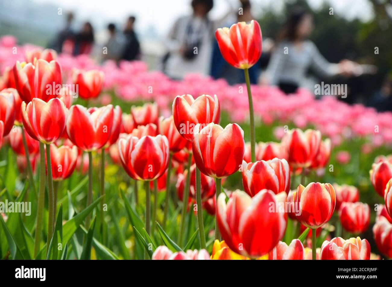 Common Tulipa Liliaceae Tulip Stock Photo - Alamy