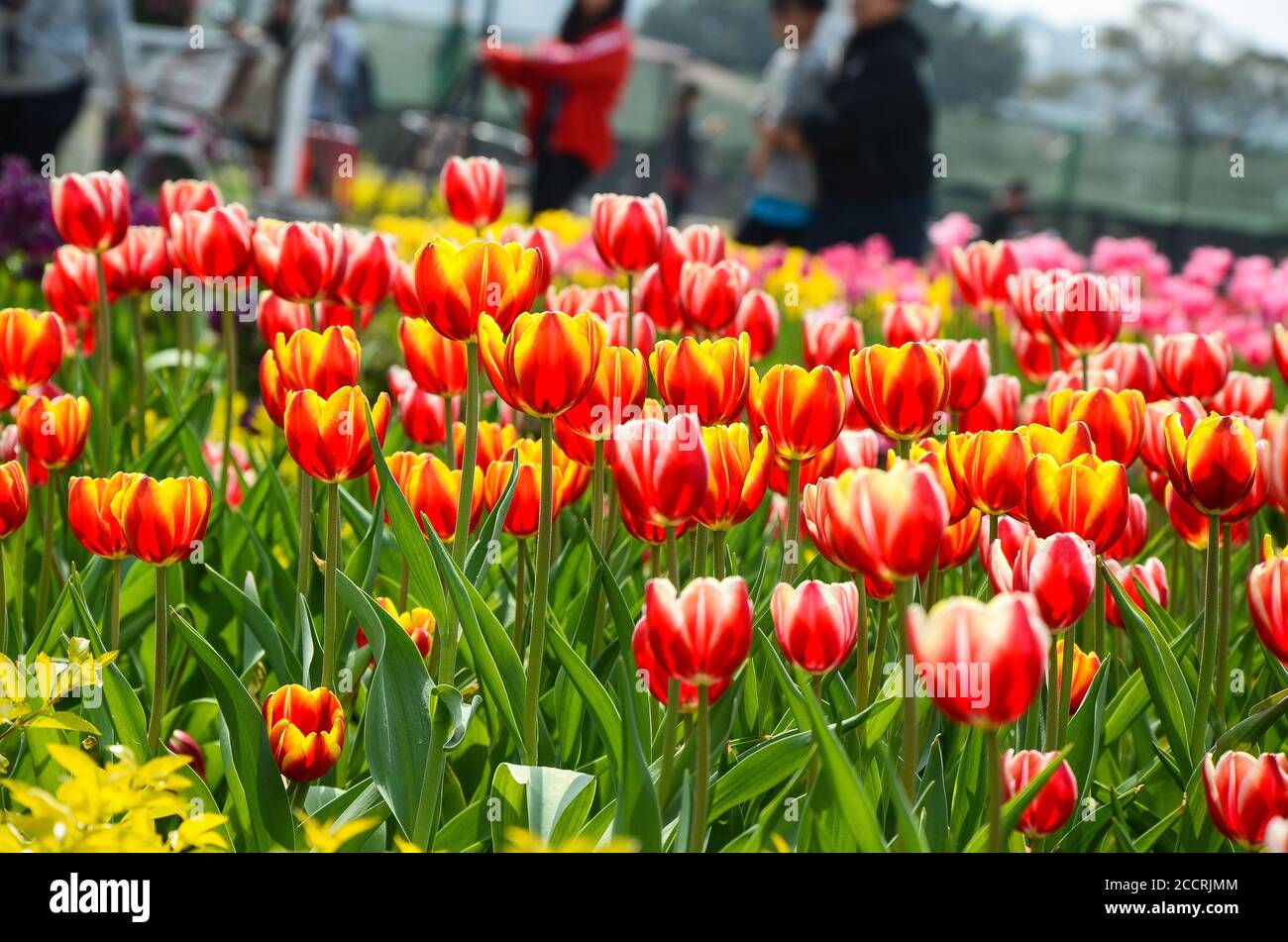 Common Tulipa Liliaceae Tulip Stock Photo - Alamy