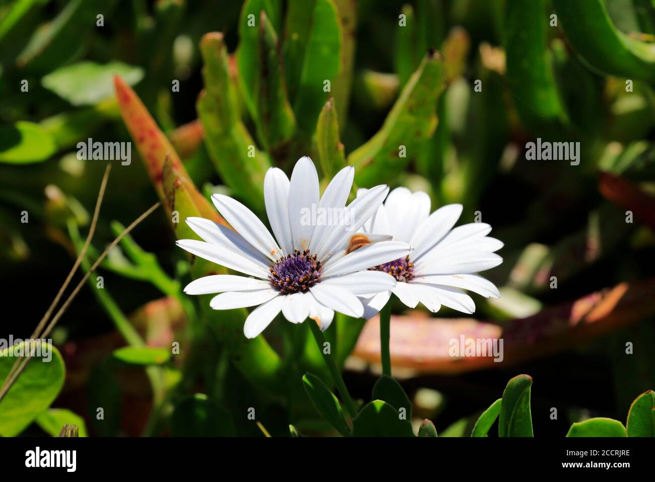 Nudicaulis hi-res stock photography and images - Alamy