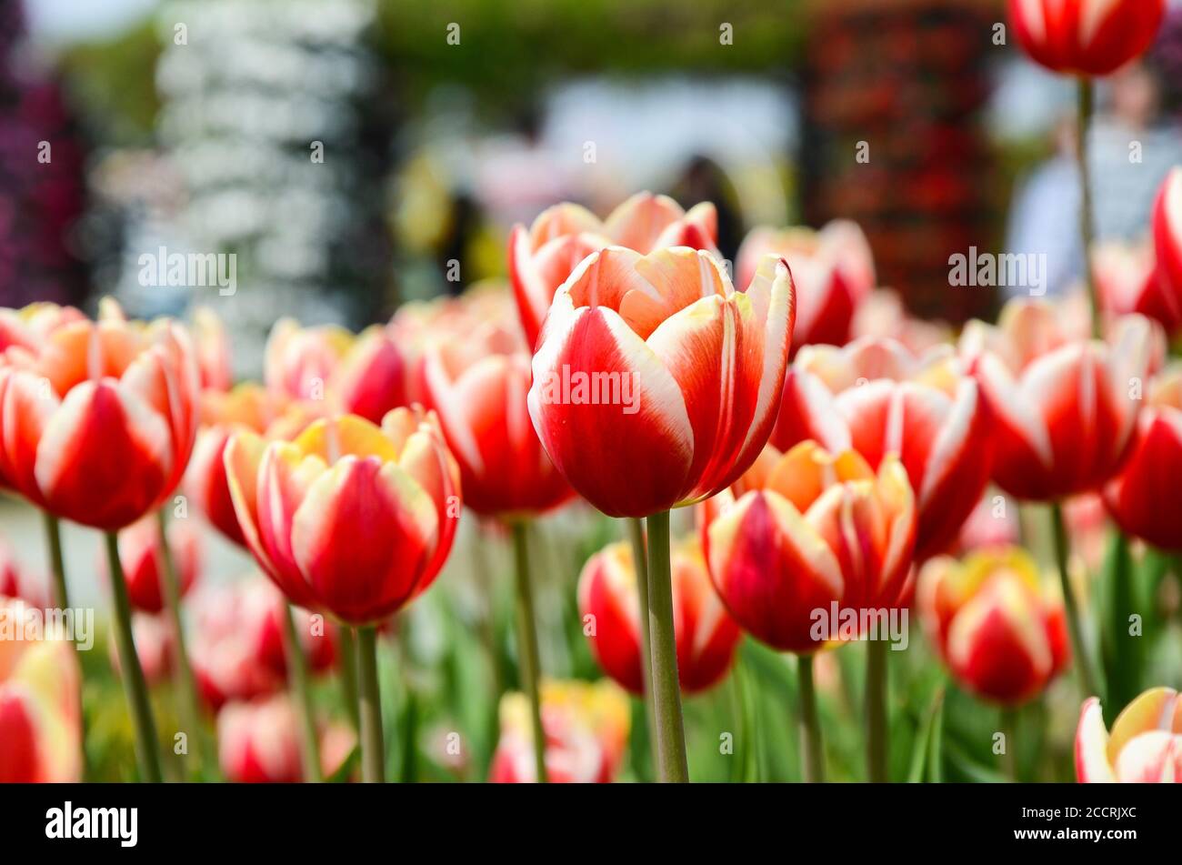 Common Tulipa Liliaceae Tulip Stock Photo - Alamy