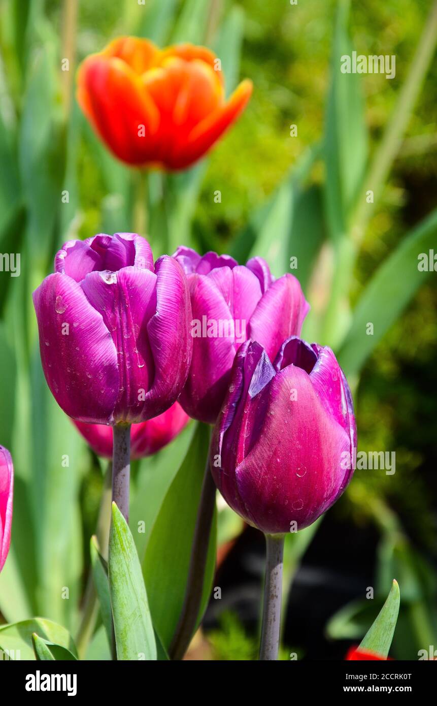 Common Tulipa Liliaceae Tulip Stock Photo - Alamy