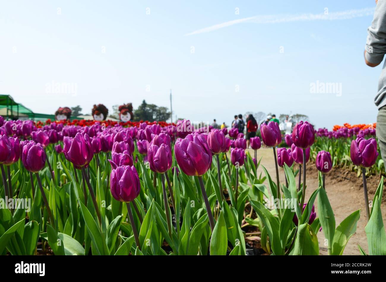 Common Tulipa Liliaceae Tulip Stock Photo - Alamy