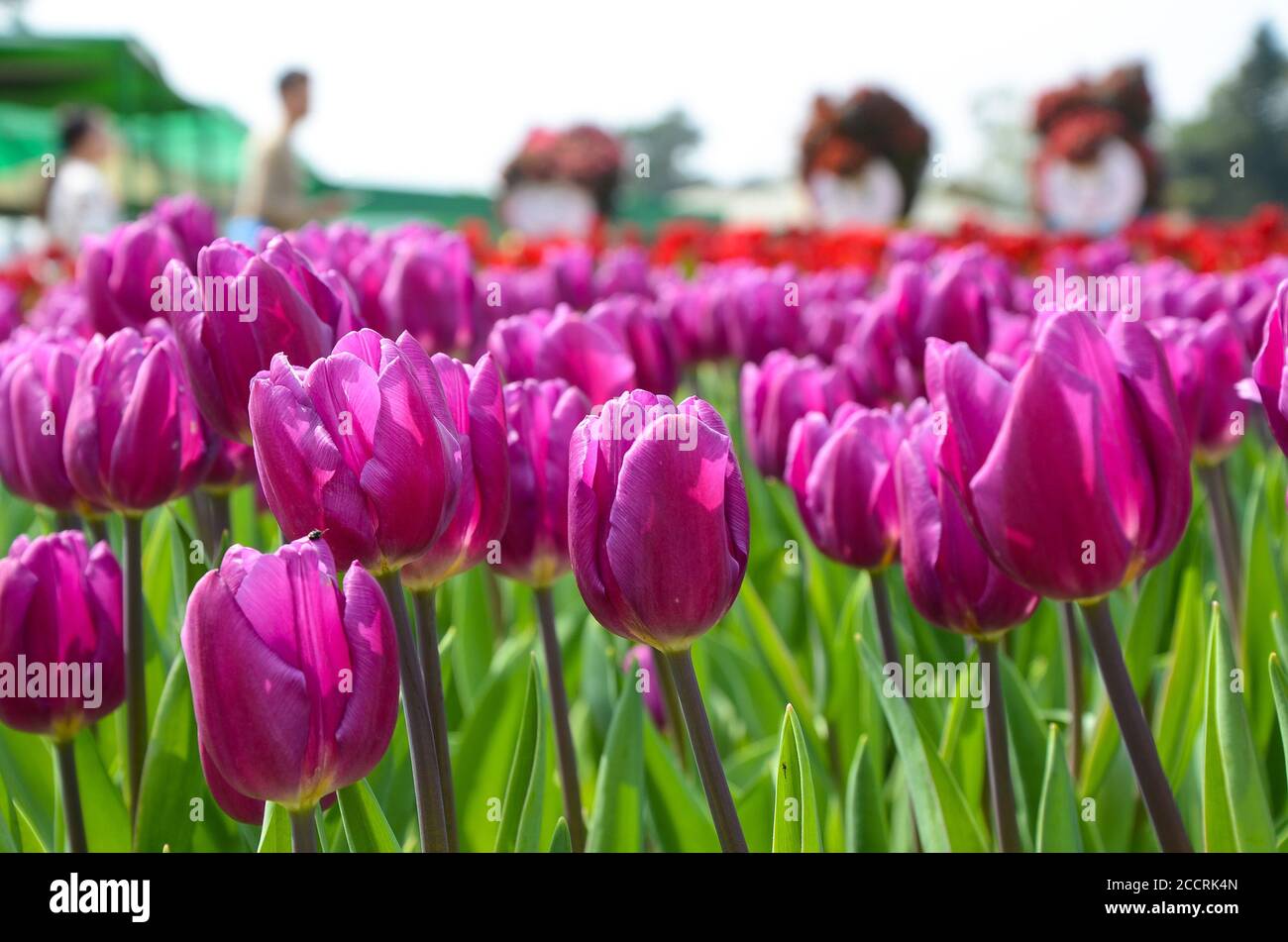 Common Tulipa Liliaceae Tulip Stock Photo - Alamy