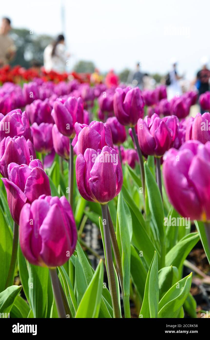 Common Tulipa Liliaceae Tulip Stock Photo - Alamy