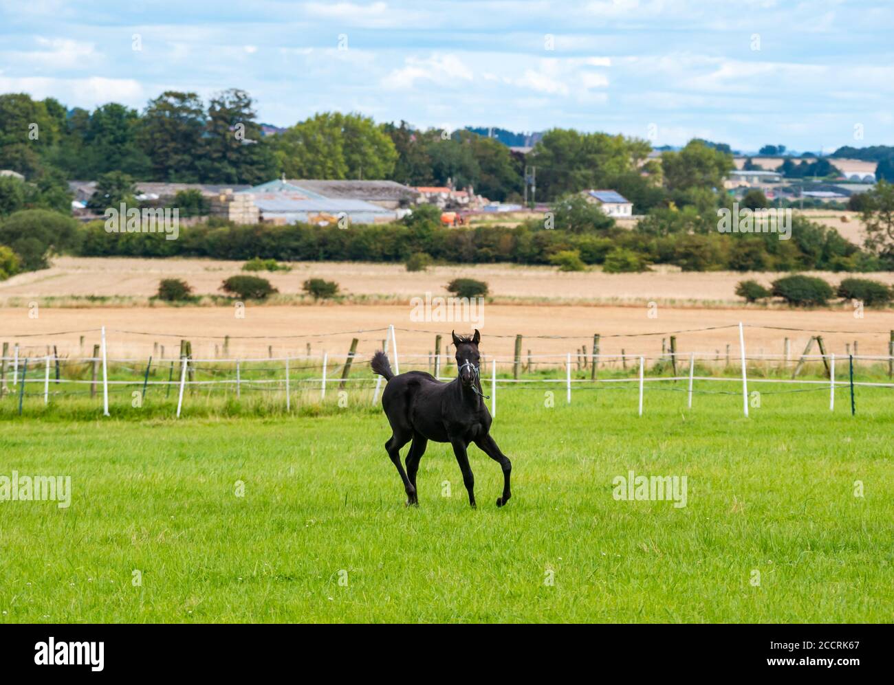 Paddock with horse hi-res stock photography and images - Alamy