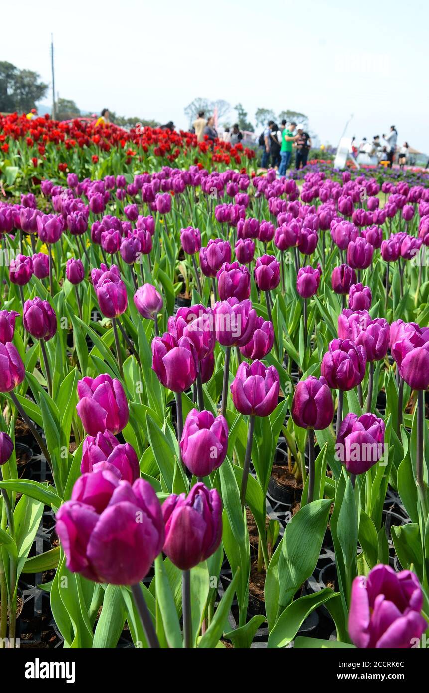 Common Tulipa Liliaceae Tulip Stock Photo - Alamy