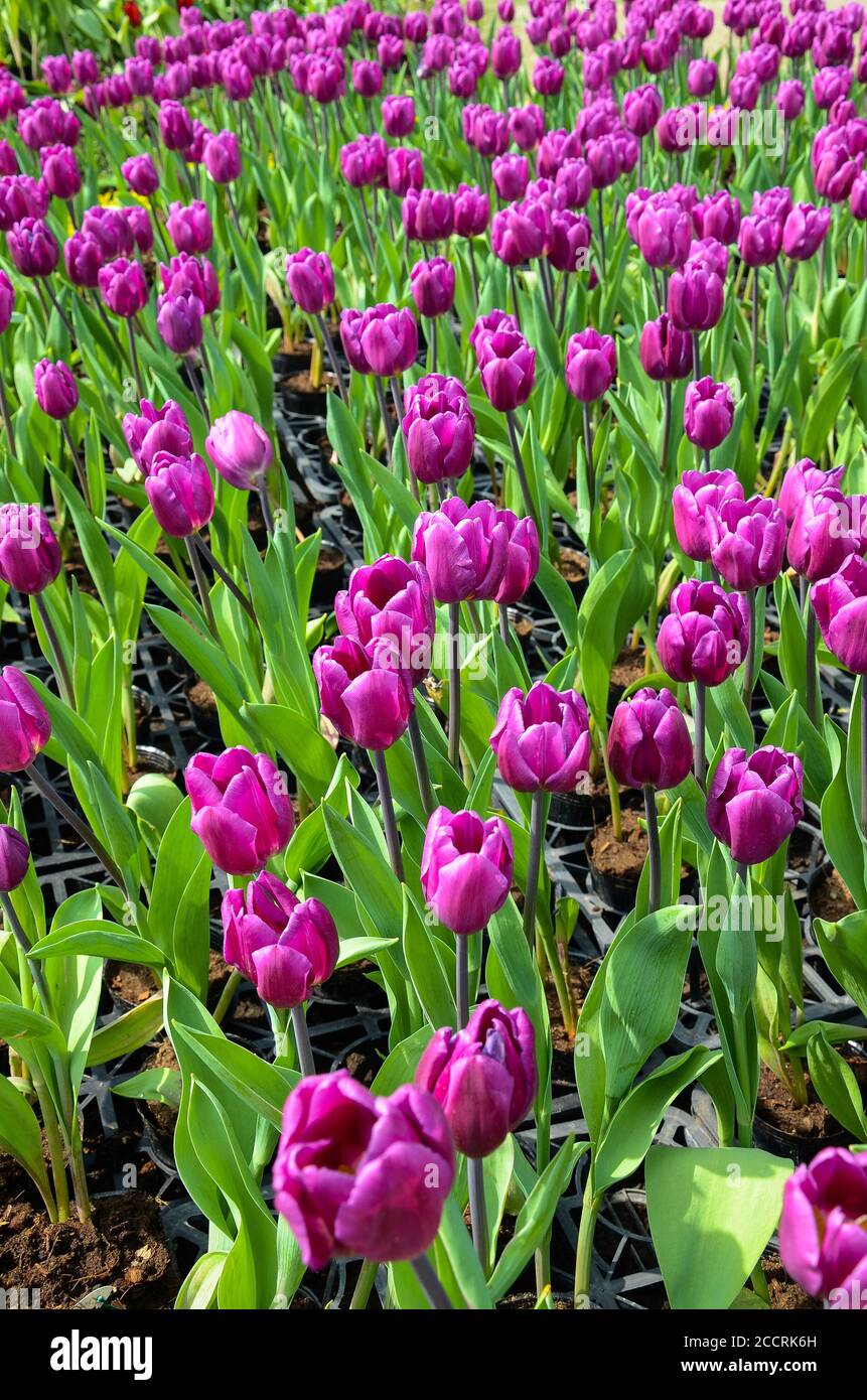 Common Tulipa Liliaceae Tulip Stock Photo - Alamy