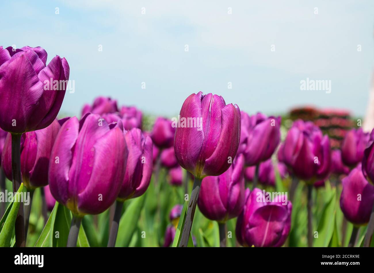 Common Tulipa Liliaceae Tulip Stock Photo - Alamy