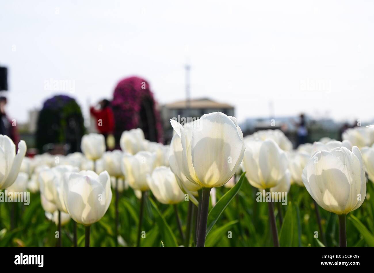 Common Tulipa Liliaceae Tulip Stock Photo - Alamy