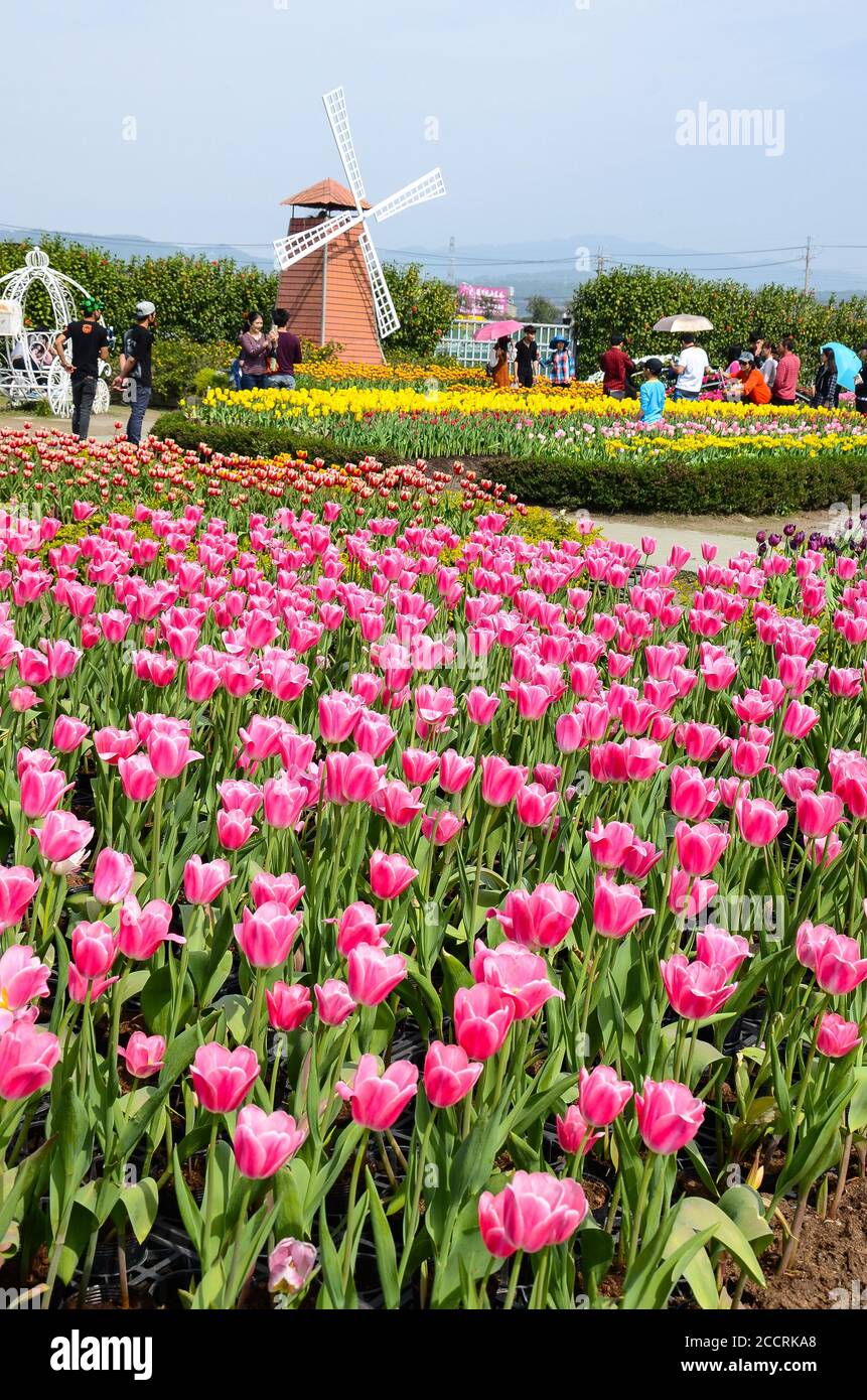 Common Tulipa Liliaceae Tulip Stock Photo - Alamy