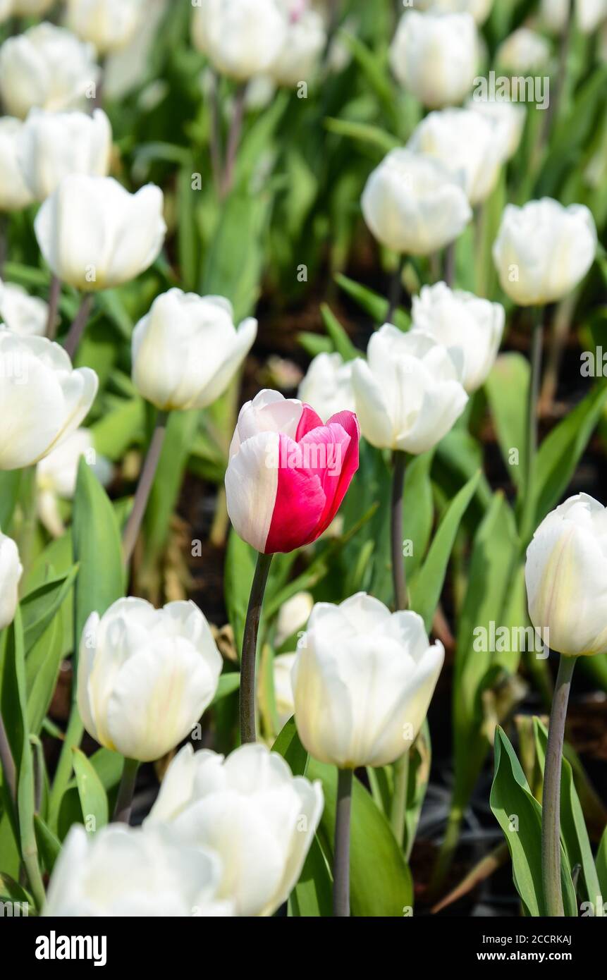 Common Tulipa Liliaceae Tulip Stock Photo - Alamy