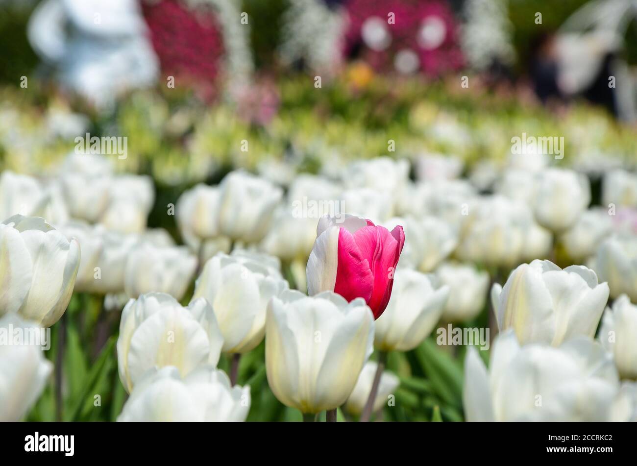 Common Tulipa Liliaceae Tulip Stock Photo - Alamy