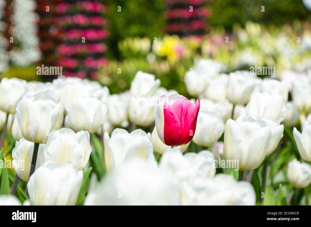 Common Tulipa Liliaceae Tulip Stock Photo - Alamy